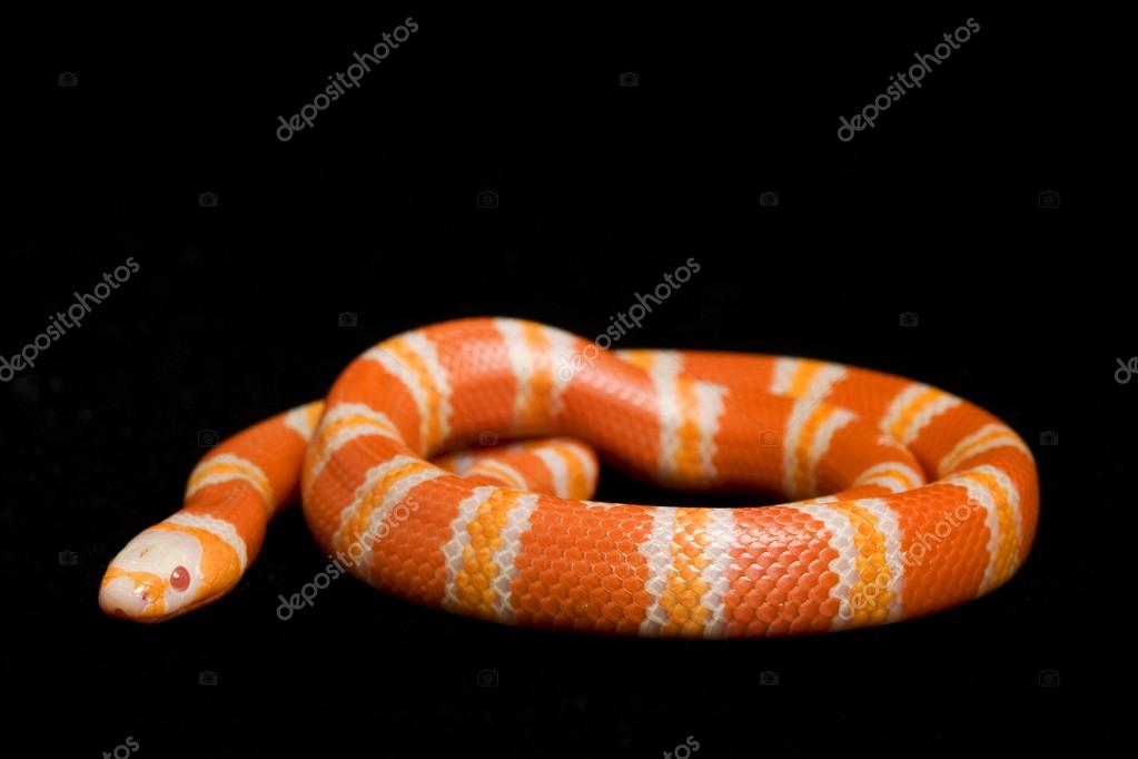 Albino Mexican Milk Snake
