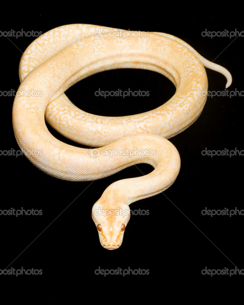 Albino Granite Burmese Python