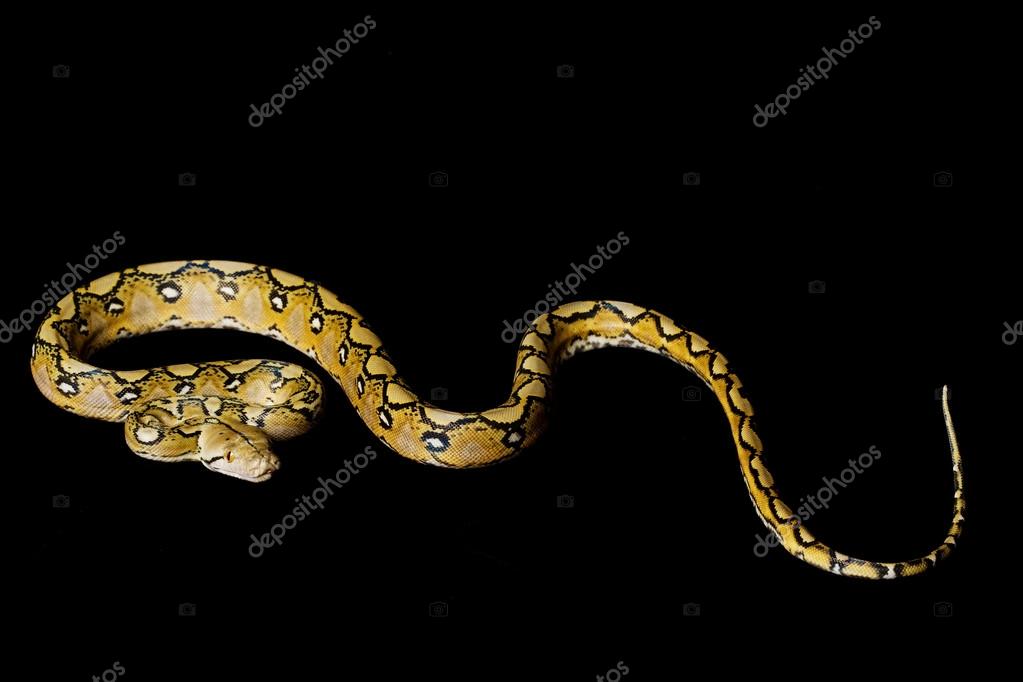 Sunfire Reticulated Python — Stock Photo © fivespots #25814609