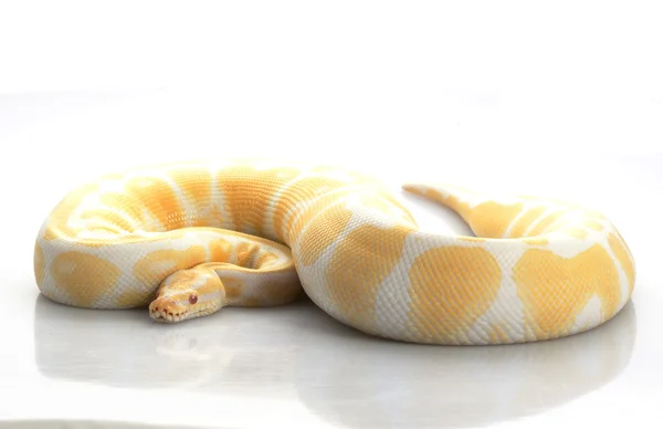 Tiger albino python Stock Photos, Royalty Free Tiger albino python Images | Depositphotos