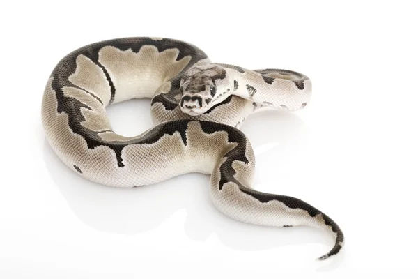 Axanthic Ball Python