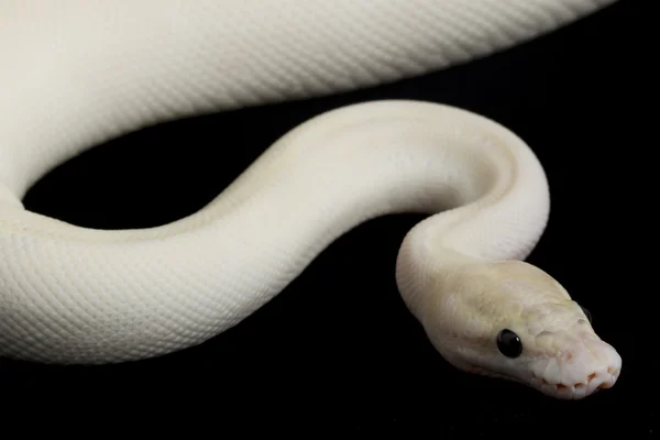 White snake Stock Photos, Royalty Free White snake Images | Depositphotos