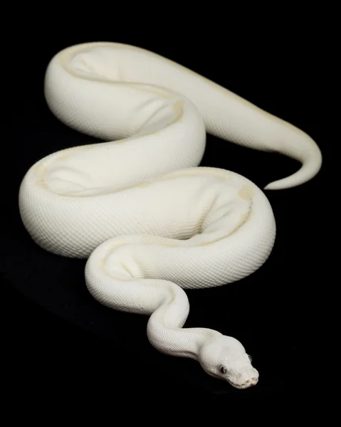 Killer Queen Bee Ball Python