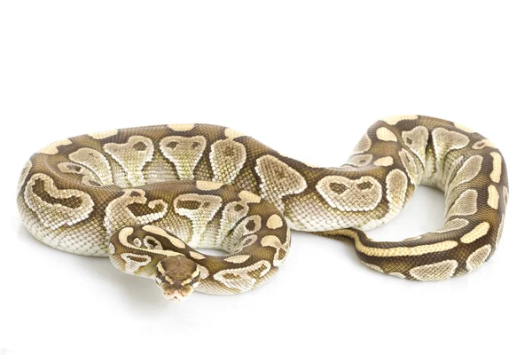 Python snake close-up, isolated on white — Stock Photo © VolodymyrBur ...