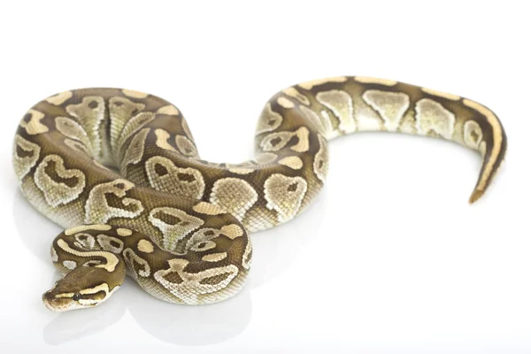 Platinum Tiger Reticulated Python Snake Stock Photo by ©dwiputra18 ...
