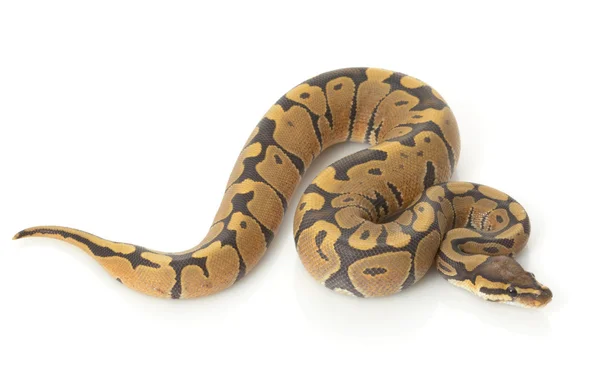 Paradox lesser platinum ball python Stock Photo by ©fivespots 25863681