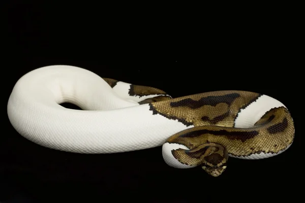 Pinstripe piebald ball python Stock Photo by ©fivespots 25861481