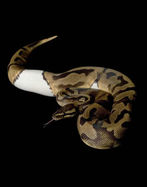 Vintage snake Stock Photos, Royalty Free Vintage snake Images ...