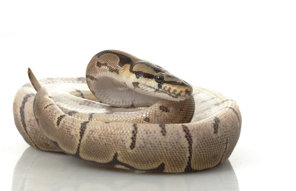 Ball Python with white background Stock Photo by ©gorkemdemir 53976453