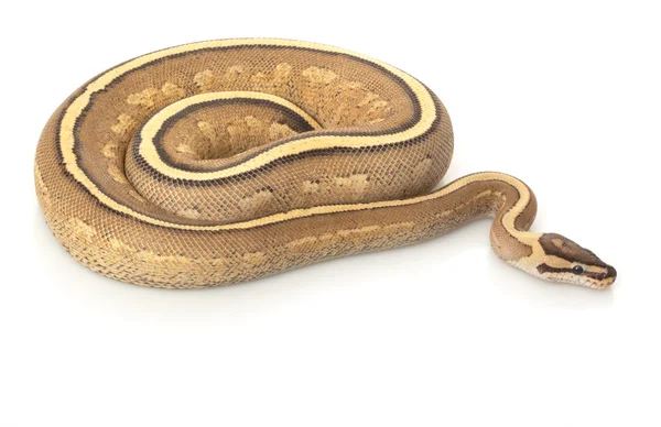 Python snake close-up, isolated on white — Stock Photo © VolodymyrBur ...