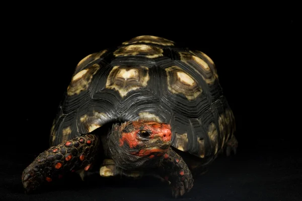 Cherry Head Red-footed Tortoise — Stock Photo © fivespots #25822487