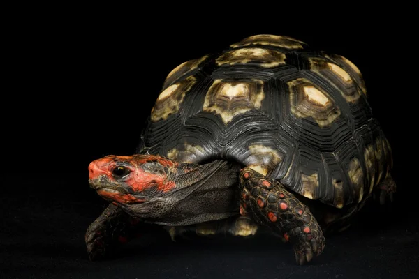 Cherry Head Red-footed Tortoise — Stock Photo © fivespots #25822487