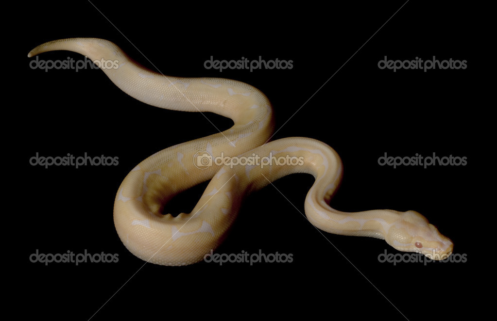 Albino Spider Ball Python Stock Photo by ©fivespots 25820765