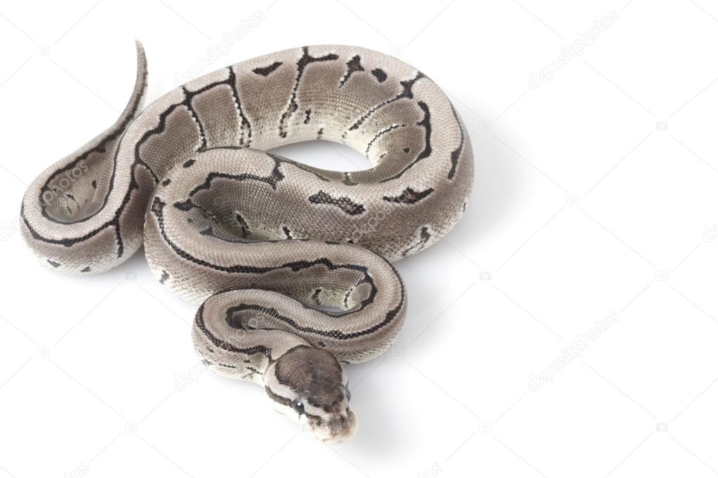 Ball Python — Stock Photo © fivespots #25820845