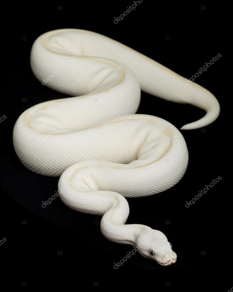 Red Eyed Leucistic Ball Python