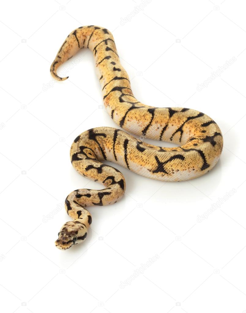 Bumble Bee Ball Python