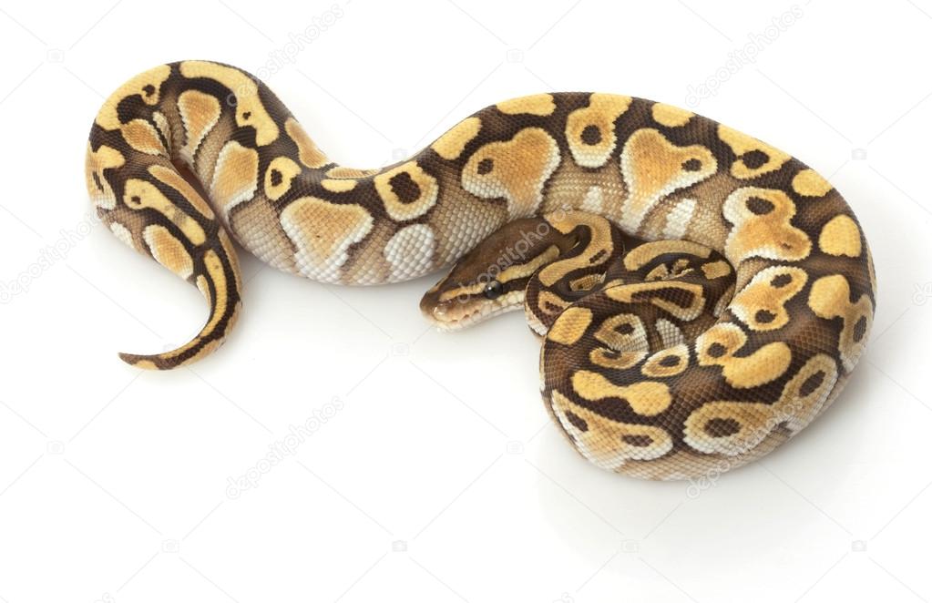 Butter Ghost Ball Python