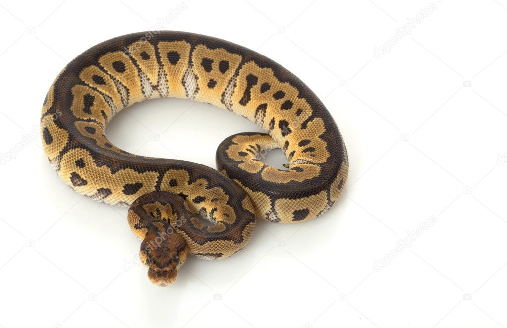 Clown Ball Python — Stock Photo © fivespots #25821205