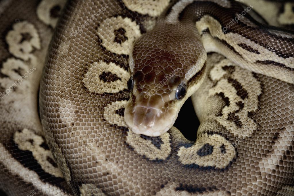 Black Pewter Ghost Ball Python