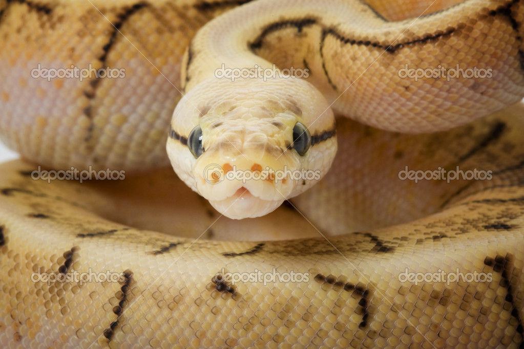 Nuclear Spinner Ball Python