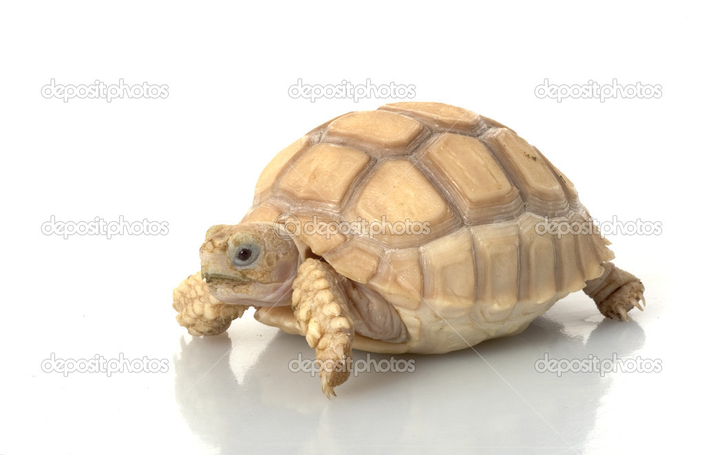 Ivory Sulcata Tortoise