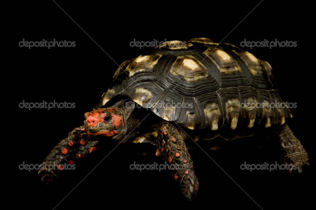 Cherry Head Red-footed Tortoise — Stock Photo © fivespots #25822487