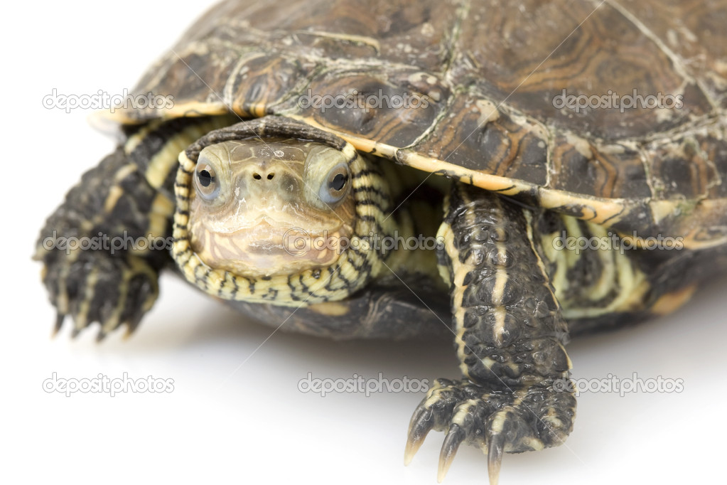 Caspian Pond Turtle Stock Photo by ©fivespots 25848983