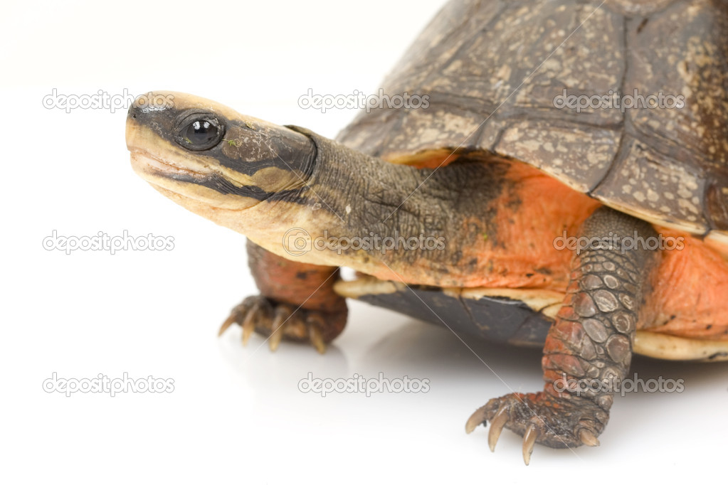Chinese Golden Coin Box Turtle Stock Photo by ©fivespots 25849137