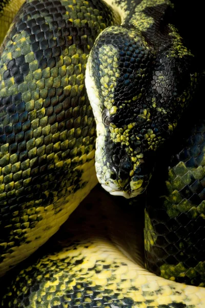 Instalar paquetes python anaconda fotos de stock, imágenes de Instalar ... Instalar paquetes python anaconda fotos de stock, imágenes de Instalar ...