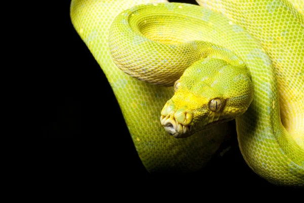 Green tree python Stock Photos, Royalty Free Green tree python Images ...