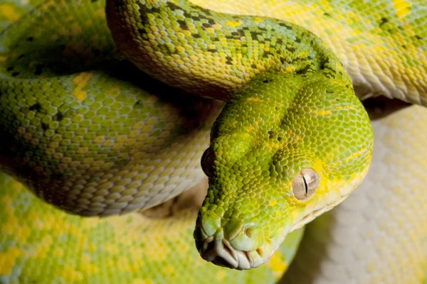 Green tree python Stock Photos, Royalty Free Green tree python Images ...