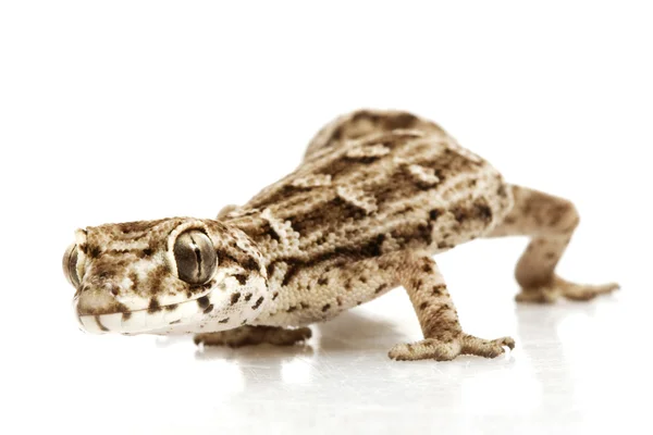 Helmeted Gecko Staring Viewer Stock Photo by ©YAYImages 261498234