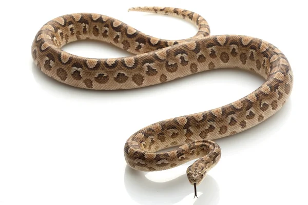 Brazilian Rainbow Boa Stock Photo by ©fivespots 25808539