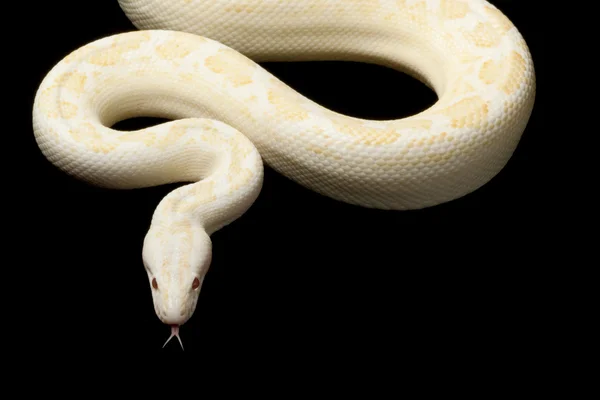 La mamba negra Stock Photos, Royalty Free La mamba negra Images ...