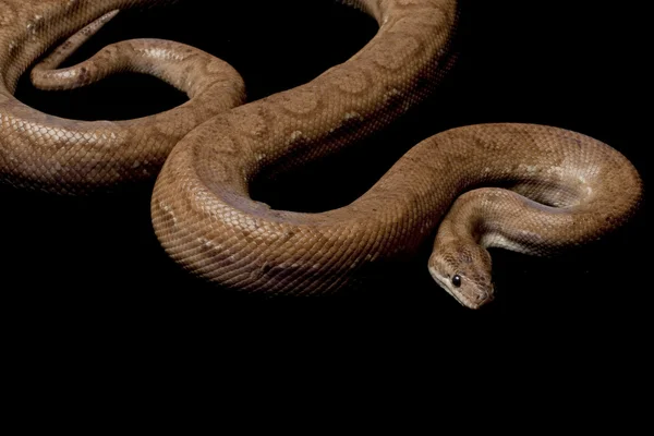 Ghost Columbian Rainbow Boa (Epicrates cenchria maurus) Stock Photo by ...