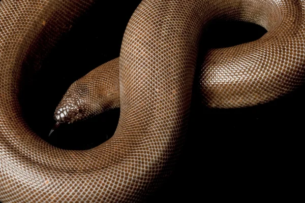 The body of a boa Stock Photos, Royalty Free The body of a boa Images ...