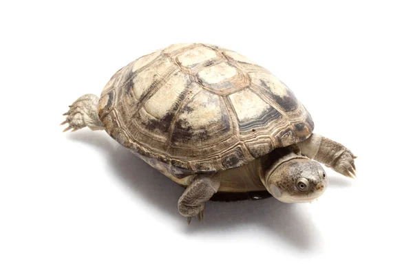 Pictures : different types of box turtles | Set Big Turtles Different ...