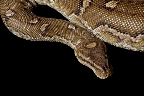 La serpentina Stock Photos, Royalty Free La serpentina Images ...