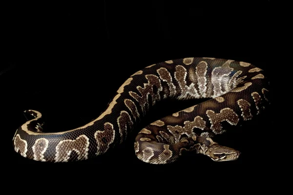 Borneo black blood python and ball python hybrid — Stock Photo ...