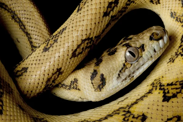 Carpet python and green tree python hybrid — Stock Photo © fivespots ...