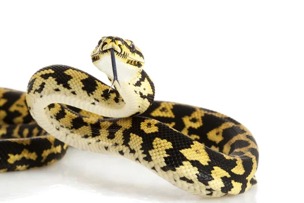 Jungle Jaguar Carpet Python Stock Photo by ©fivespots 25813787