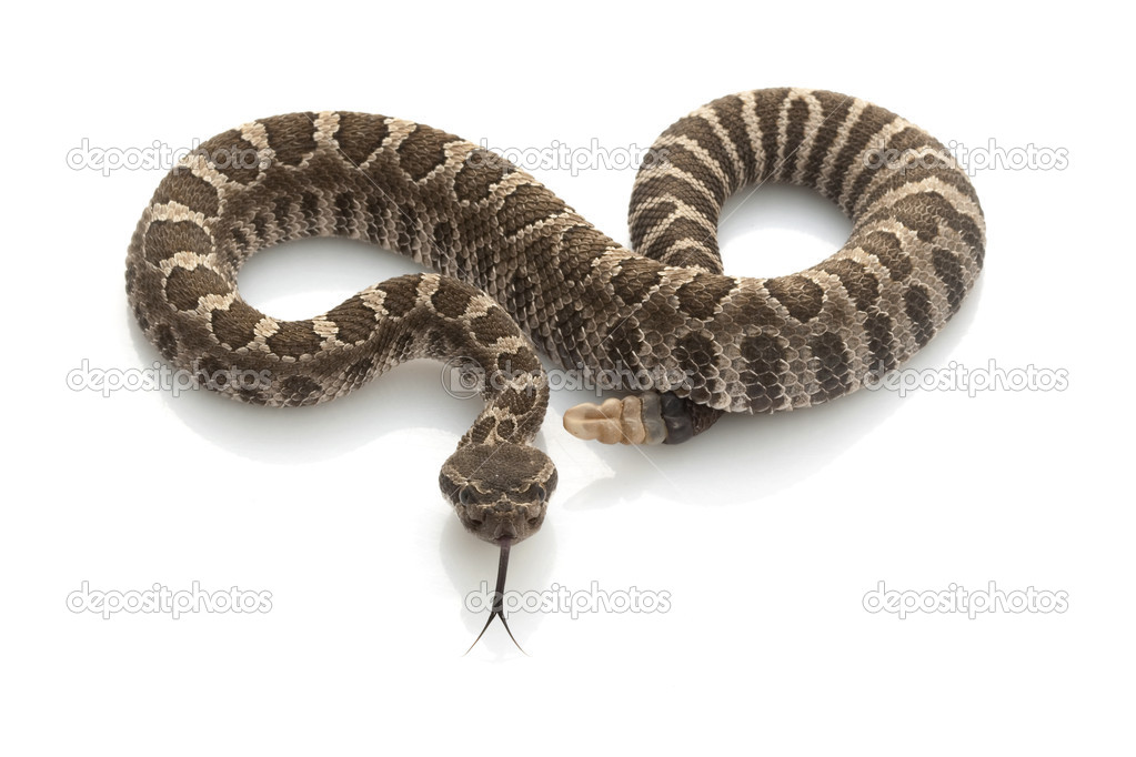 Northern Pacific Rattlesnake Stock Photo by ©fivespots 25856227