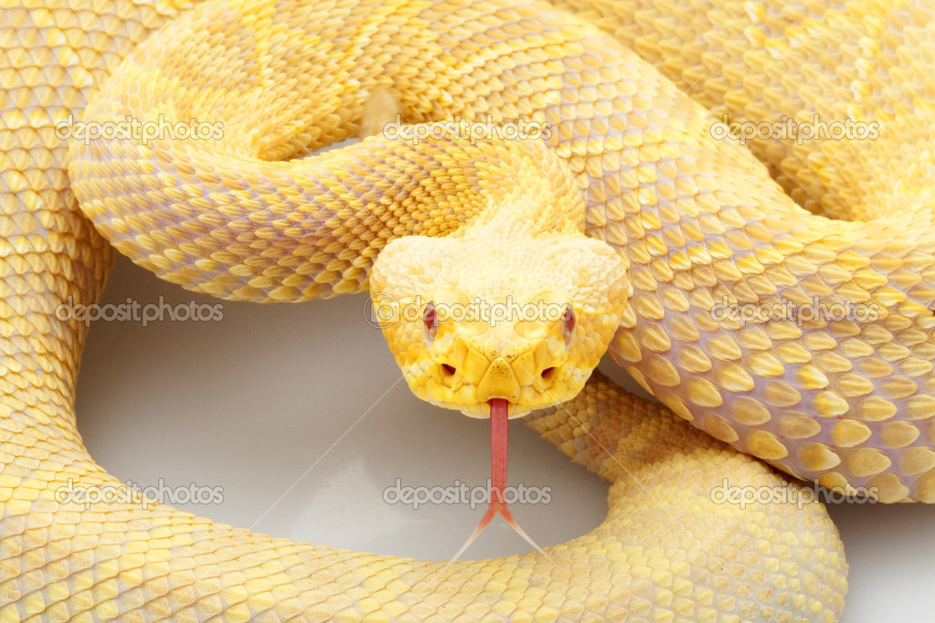 Albino Diamondback Rattlesnake Striking