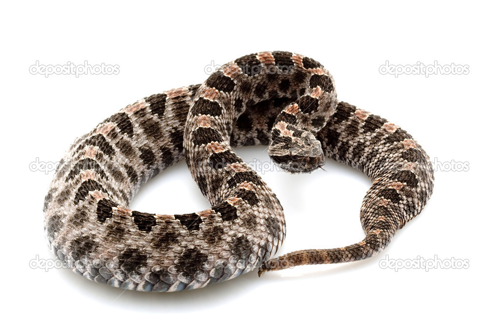 Pygmy rattlesnake Stock Photo by ©fivespots 25856303