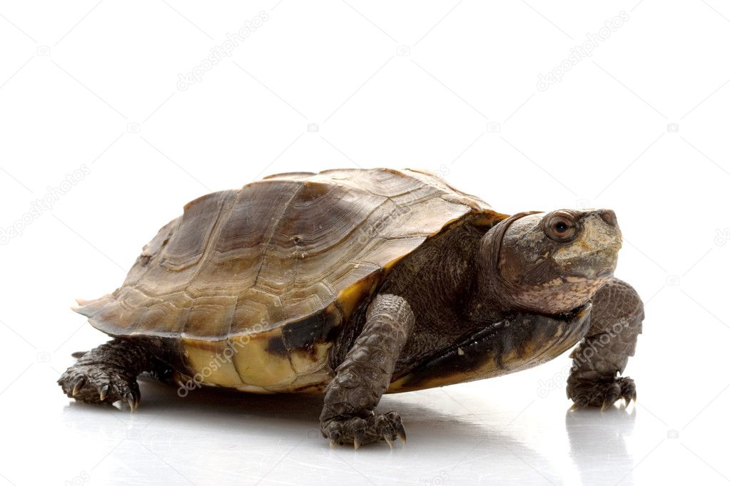 Jagged shell box turtle Stock Photo by ©fivespots 25857773