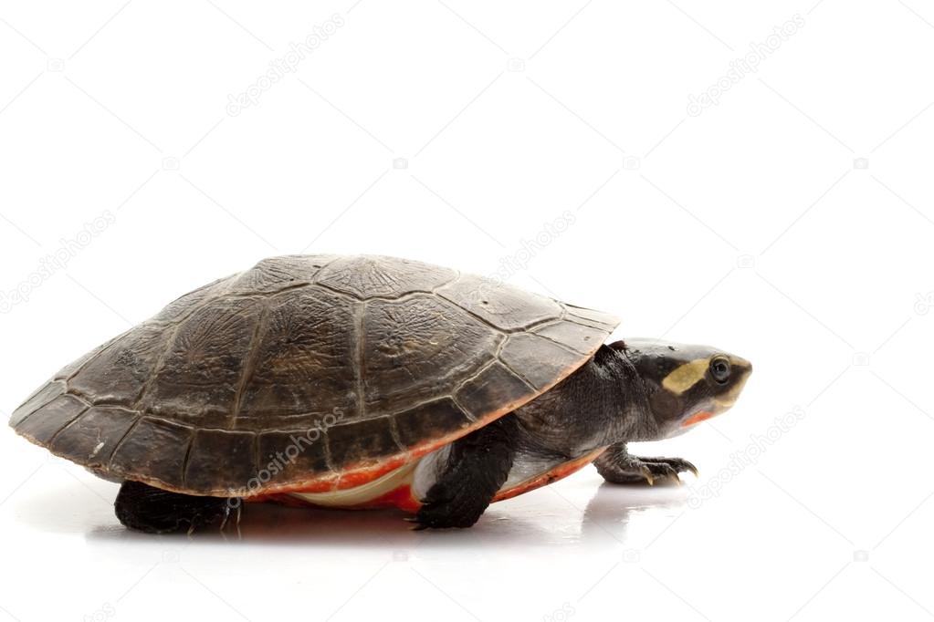 Pink-bellied Sideneck Turtle Stock Photo by ©fivespots 25857875
