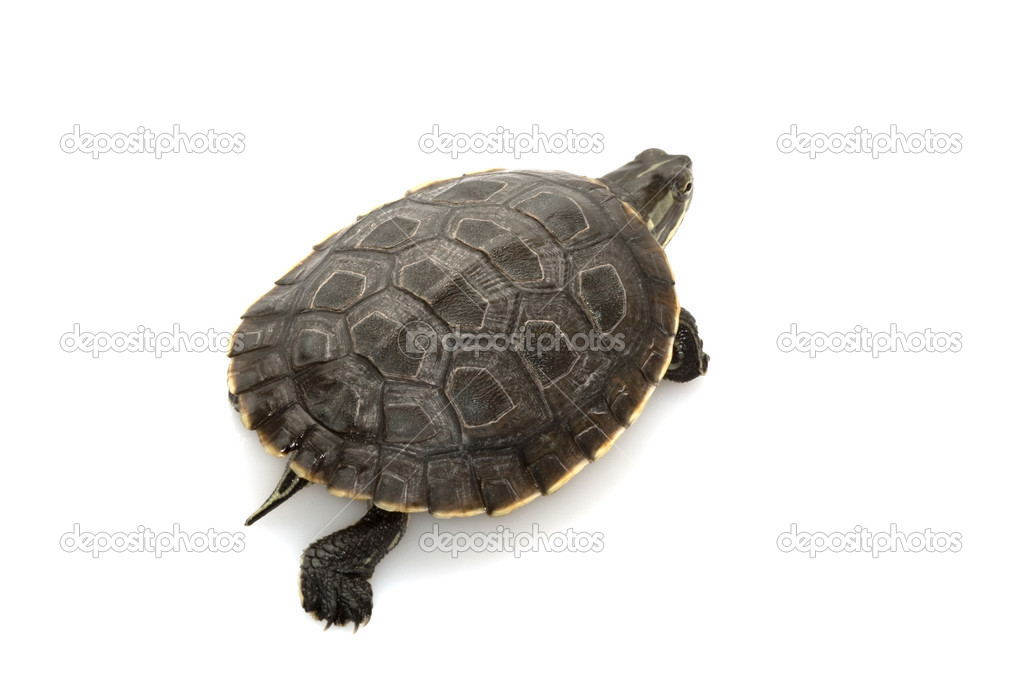 Cuban slider Stock Photo by ©fivespots 25857943