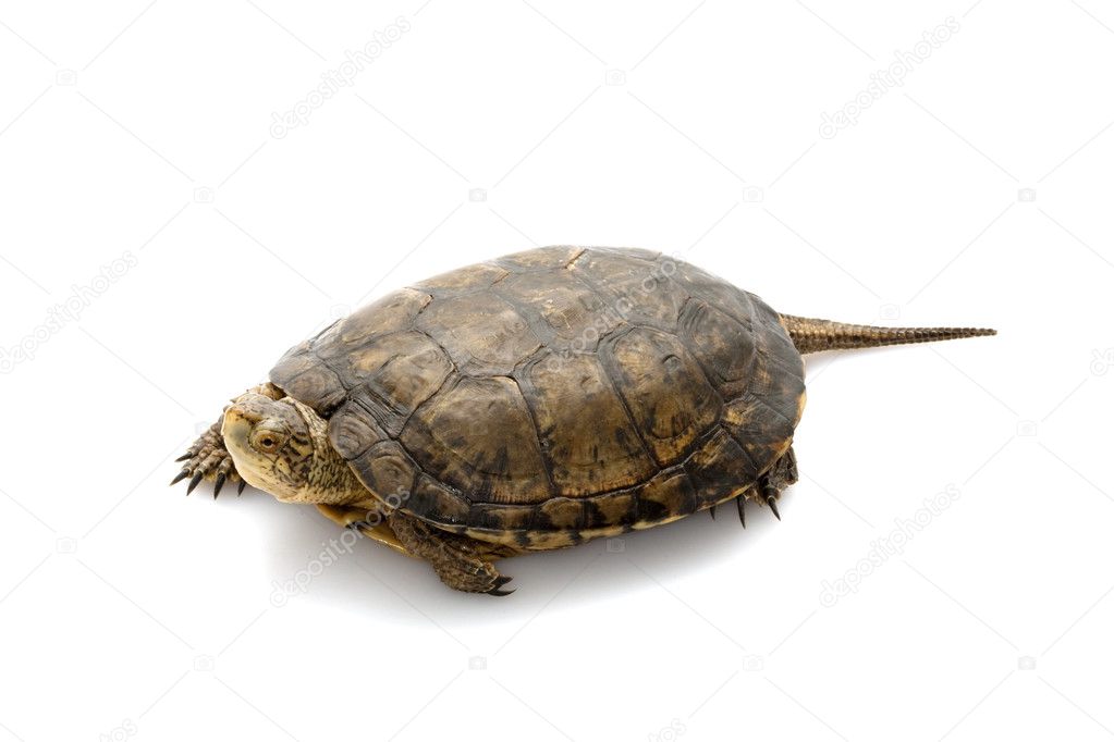 Western Pond Turtle Stock Photo by ©fivespots 25858075