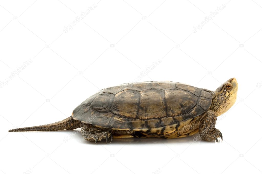 Western Pond Turtle Stock Photo by ©fivespots 25858083