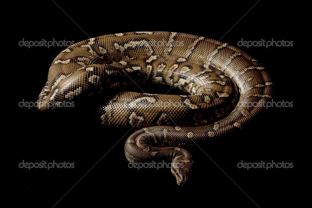 Angolan python — Stock Photo © fivespots #25859391